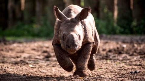 Endangered animals: Creatures back from the brink of extinction - BBC ...