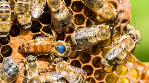 US approves world’s first vaccine for declining honey bees - BBC News