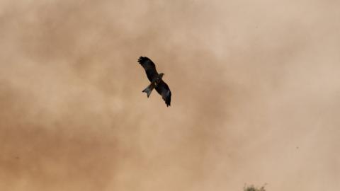 Australia bushfires: Which animals typically fare best and worst? - BBC ...