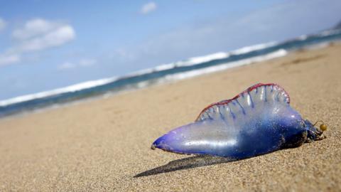 Qué es una carabela portuguesa y qué hacer si nos pica una - BBC News Mundo