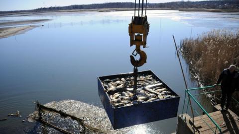 UN: Global fish consumption per capita hits record high - BBC News