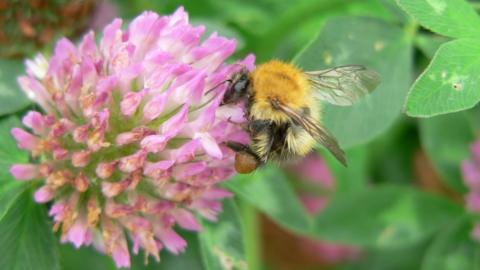 Flower-rich habitat boosts survival for bumblebees - BBC News