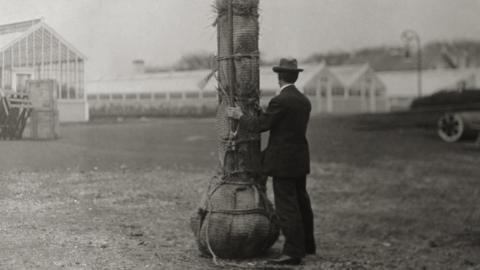 In Pictures: 100 years of Washington cherry blossom - BBC News