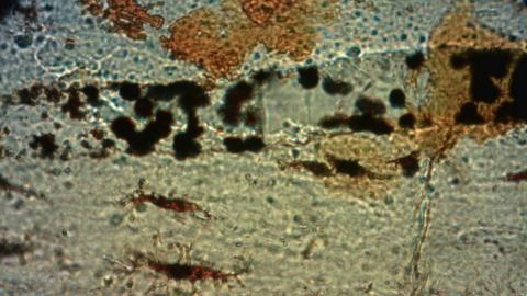 'Startling' dinosaur protein discovery - BBC News