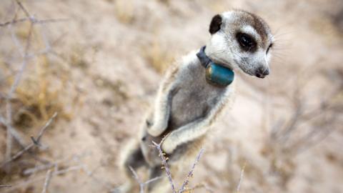 Animals With Cameras: Capturing the secrets of the wild - BBC News