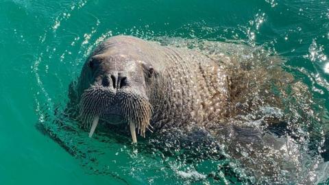 Wally the wandering walrus is spotted in Iceland - BBC News