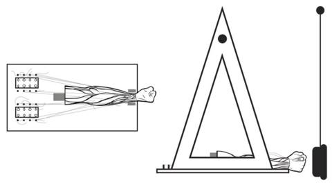 Dead arms test importance of clenched fists - BBC News