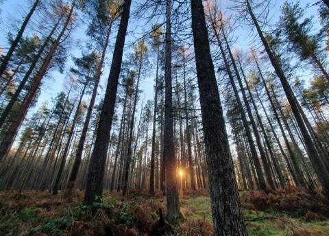 Your pictures of Scotland 11 - 18 December - BBC News