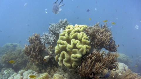 Great Barrier Reef: One million tonnes of sludge to be dumped - BBC News