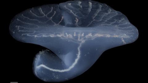 Origin of mystery deep-sea mushroom revealed - BBC News