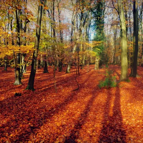 England's Big Picture: 12 - 18 November