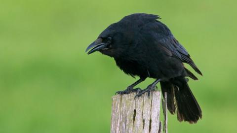 Essex crow terrorises cars by destroying windscreen wipers - BBC News