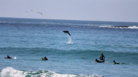 Dolphin pictured breaching near surfers in Cornwall - BBC News