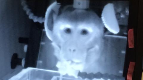 Is testing on primates still needed? - BBC News