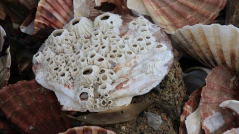 Your pictures of Scotland: 8-15 April - BBC News