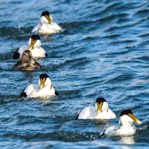 Your pictures of Scotland: 3-10 February