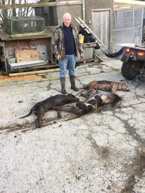County Down farmer shoots hunting dogs who threatened pregnant sheep ...