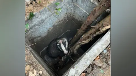 Badger rescued after falling down manhole at cemetery