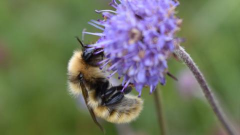 Rare species of bee spotted at Ryton Pools Country Park - BBC News