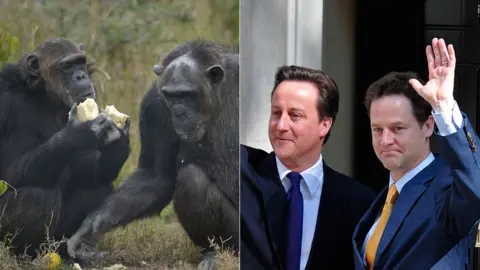 What politicians can learn from chimps