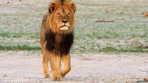In pictures: Zimbabwe's Cecil the lion - BBC News