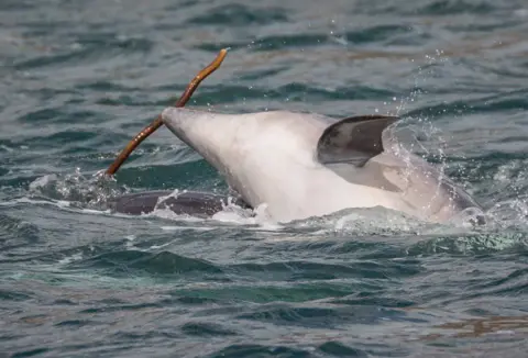 Dolphin named after Star Wars character masters "lightsaber" skills
