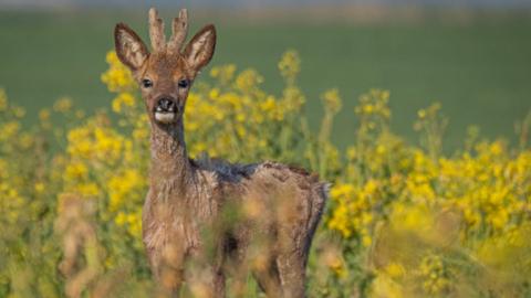 Photographers capture wealth of wildlife on Fenland farm - BBC News