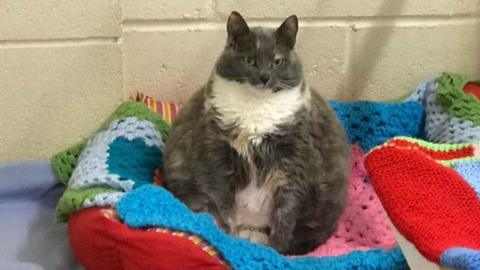 'Fairytale ending' for fat cat Mitzi returned four times - BBC News