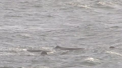 Birdwatcher snaps surprise whale shot in front of castle - BBC News