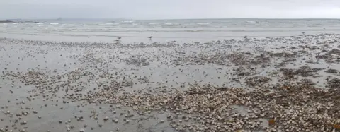 Hundreds of sea potatoes cover Penzance beach