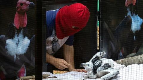 Conservation: Rare red-headed vulture born in Asia for first time - BBC ...