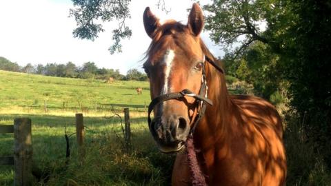 Horses can communicate with us - scientists - BBC News