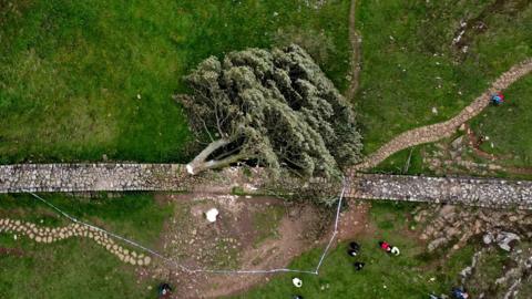 Sycamore Gap: Cut down tree could regrow shoots, experts say - BBC News