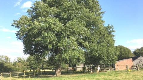 'Forgotten' elm tree set to make a comeback - BBC News