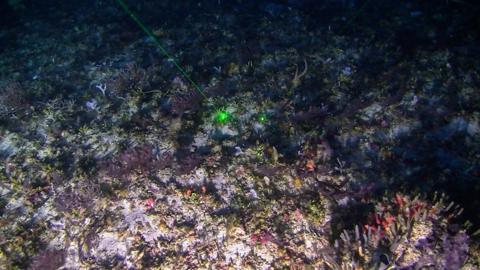 Amazon Reef: First images of new coral system - BBC News
