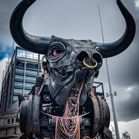 Birmingham bull: Photographers share images on Instagram - BBC News