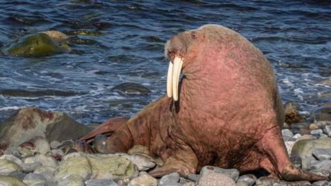 Arctic walrus Wally turns up in Wick - BBC News