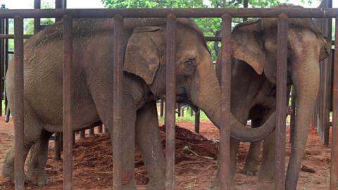 Brazil opens Latin America's first elephant sanctuary - BBC News