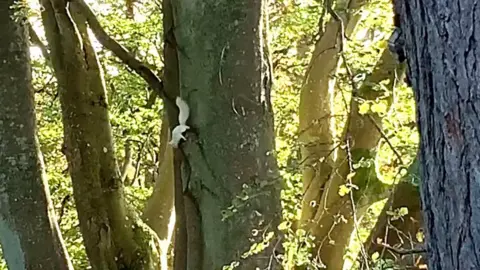 Rare white squirrel photographed in Royal Deeside