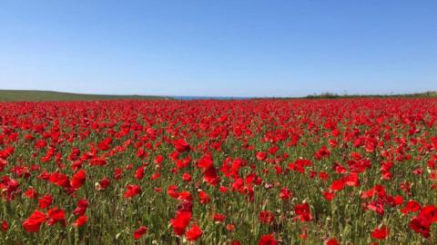 Crantock poppy field in Cornwall is attracting visitors - BBC News