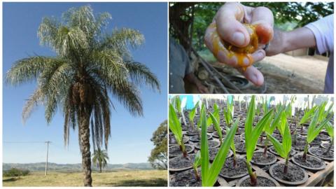 El coyol, la palmera que se perfila como el nuevo "oro verde" en Brasil ...