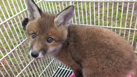Garden goal net warning as West Yorkshire fox cubs get in a tangle