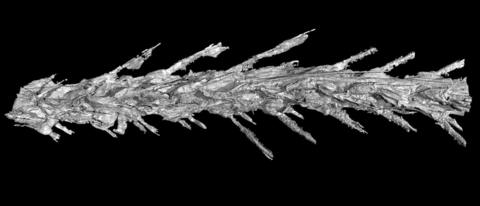 'Beautiful' dinosaur tail found preserved in amber - BBC News