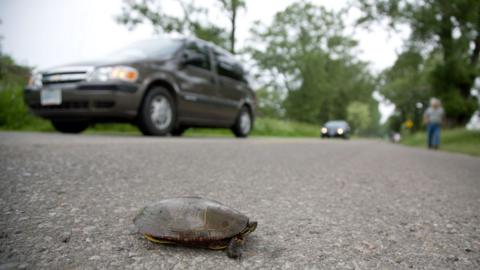 Turtle disaster avoided with roadkill rescue - BBC News