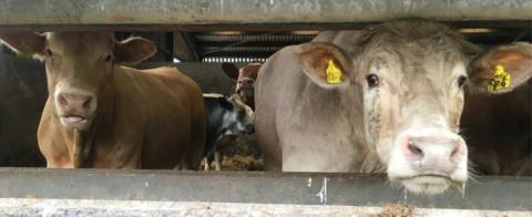 'Mad cow disease' at Aberdeenshire farm after BSE confirmed - BBC News