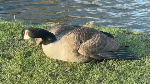 Surrey: Appeal after teen seen dragging and kicking goose in the head