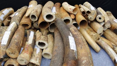 East Asian networks 'smuggle ivory across Africa' - BBC News