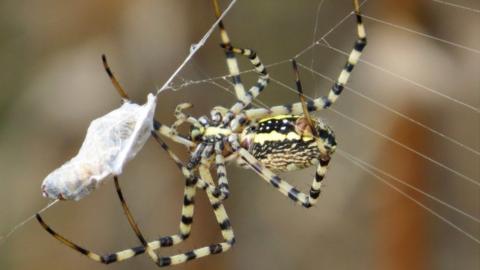 Spiders top the global predator charts - BBC News
