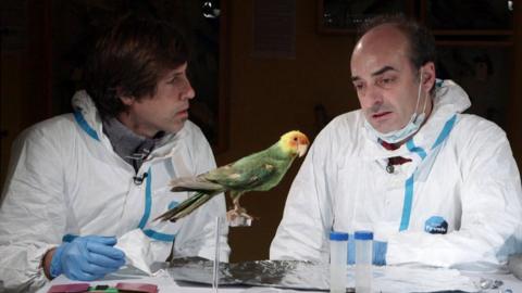 Humans 'sole culprits' in US parrot extinction - BBC News