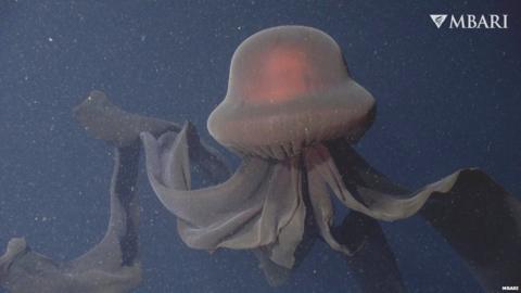 Jellyfish: Rare giant phantom jellyfish stuns researchers - BBC Newsround